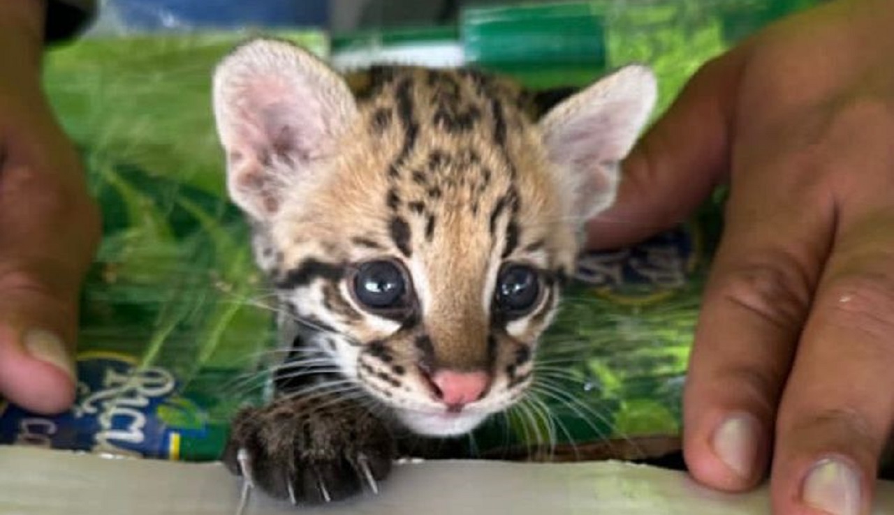 Rescatan a tigrillo que iba a ser comercializado en el mercado negro de ...